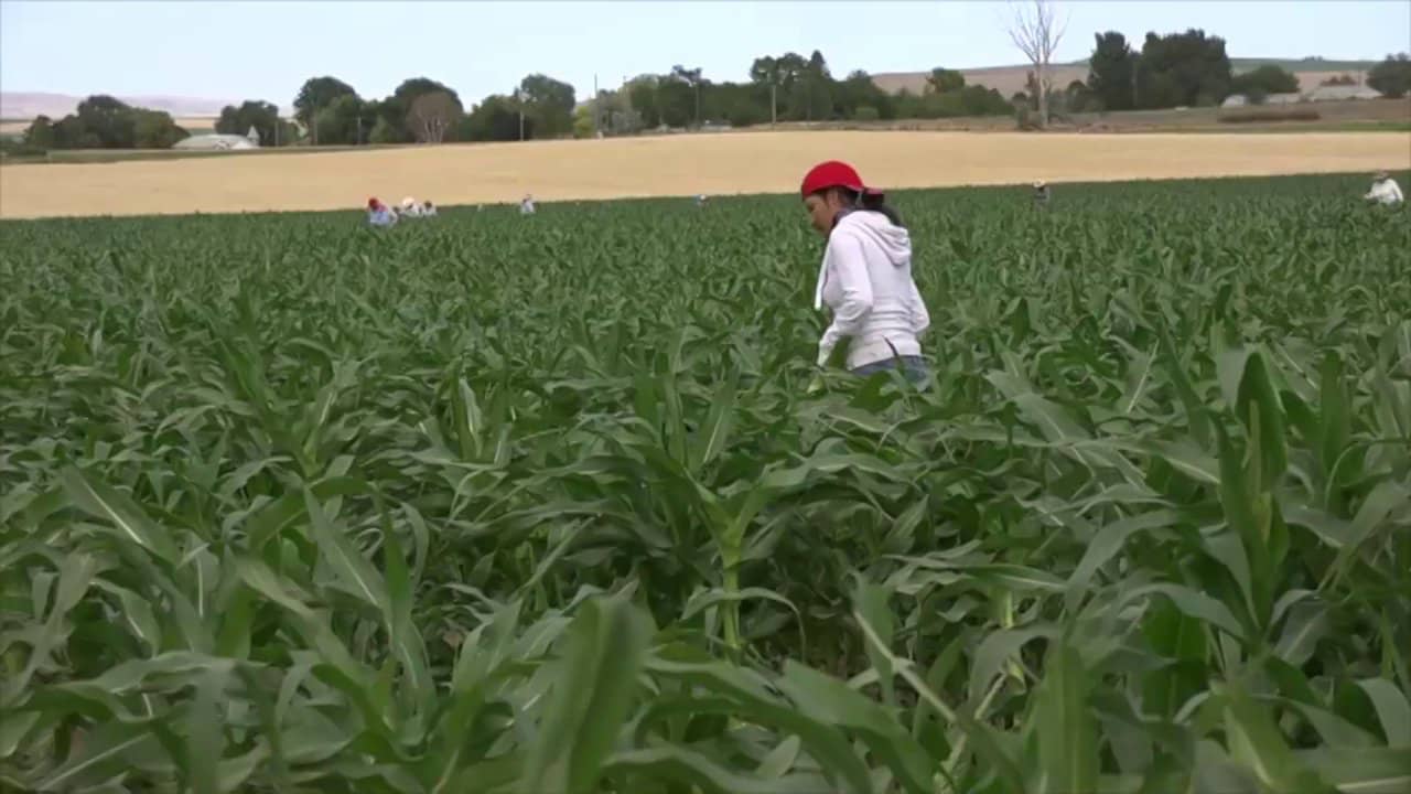 How to Detassel Sweet Corn on Vimeo