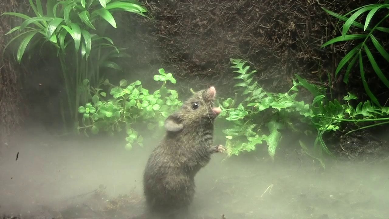 Alston's singing mouse (Scotinomys teguina) calling in the clouds on Vimeo