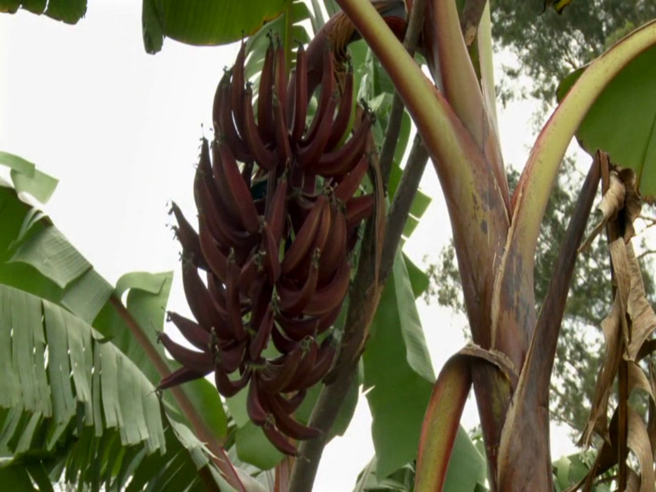 Banana varieties - Part 1: Popular varieties of bananas in East Africa ...