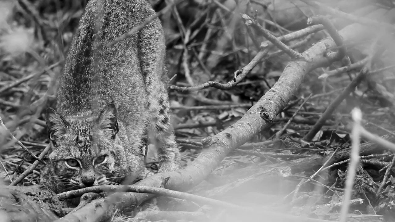 Among the Animals - three vignettes