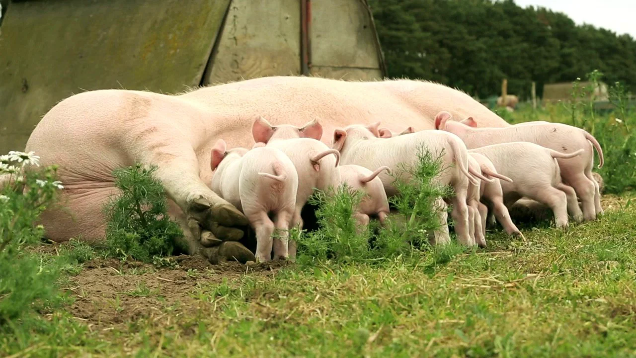 Karro Foods Pig Movement Film on Vimeo