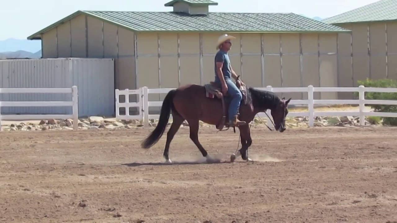 OKW Sassafrass Half Arabian Reining Horse For Sale by Steve Wolfe on Vimeo
