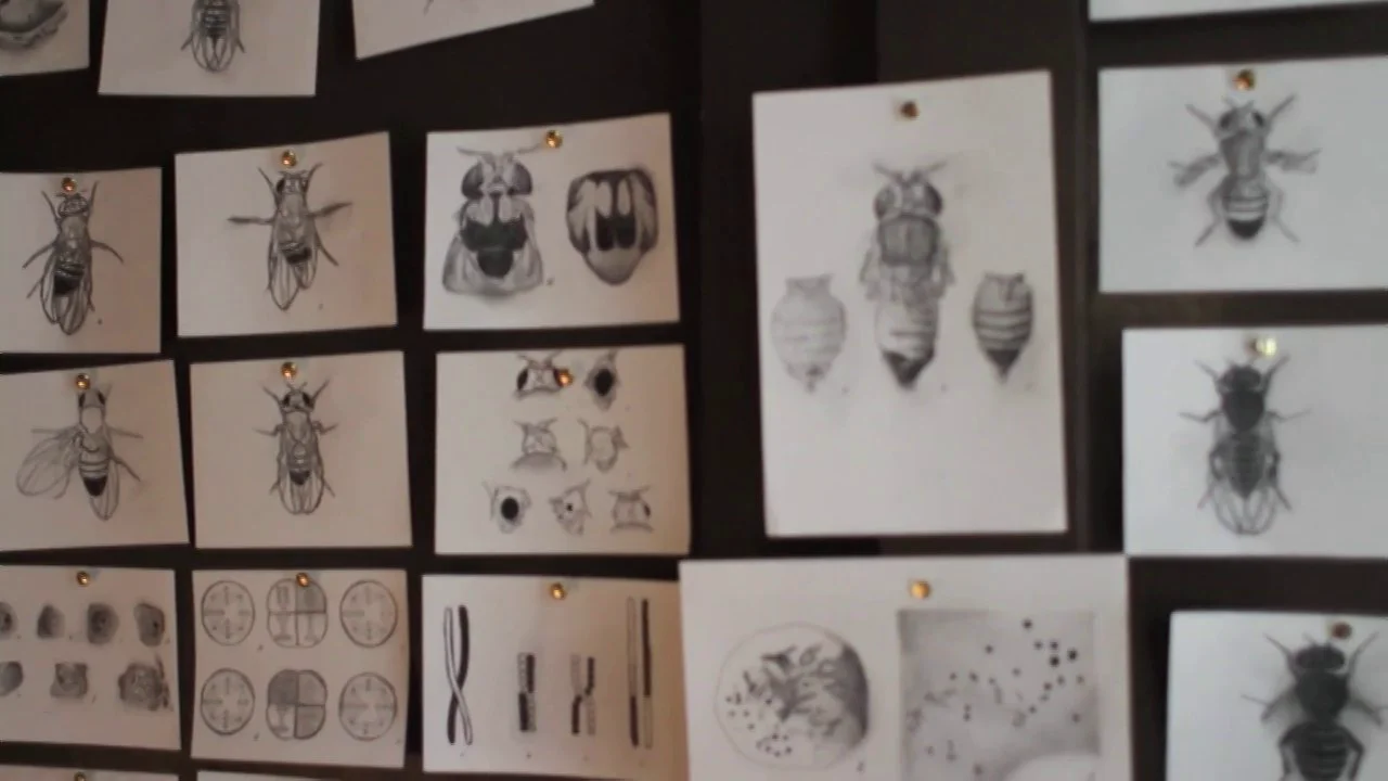 The Fly Room at Columbia University - Restored to Its Original State
