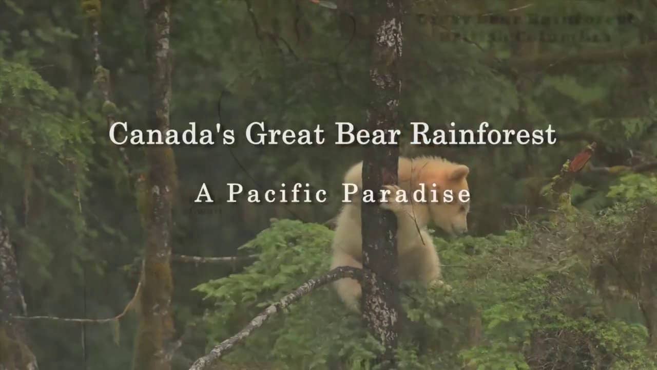 The Great Bear Sea - Exploring the Marine Life of a Pacific Paradise on ...