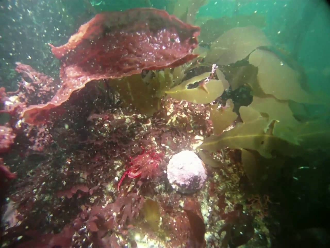 Acmaea mitra - Dunce Cap Limpet / Carmel River North - 7/2/13 on Vimeo