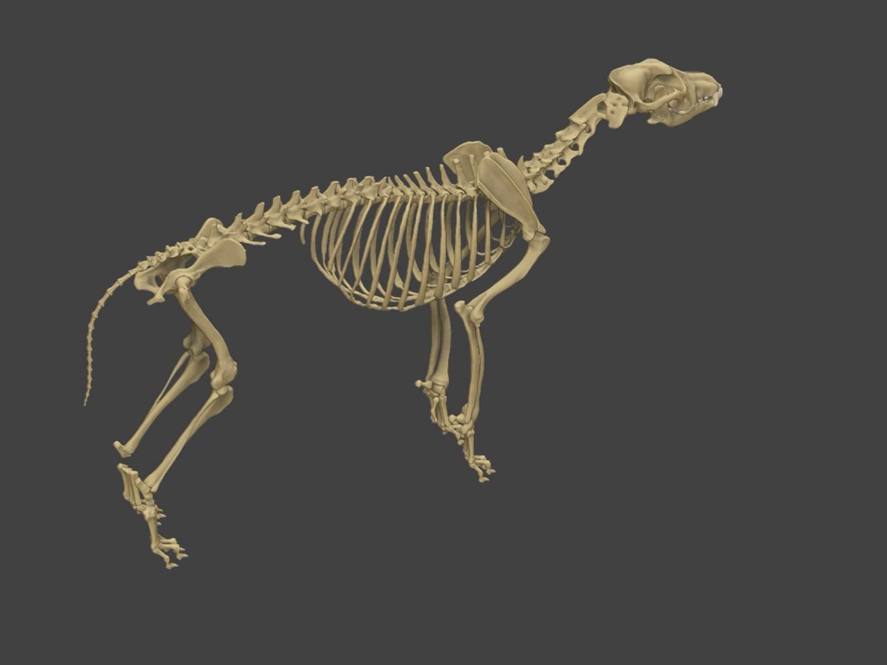 Wolf Skeleton, Zbrush on Vimeo
