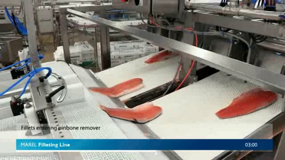 Marel - Salmon processing line at Morrisons, Grimsby on Vimeo
