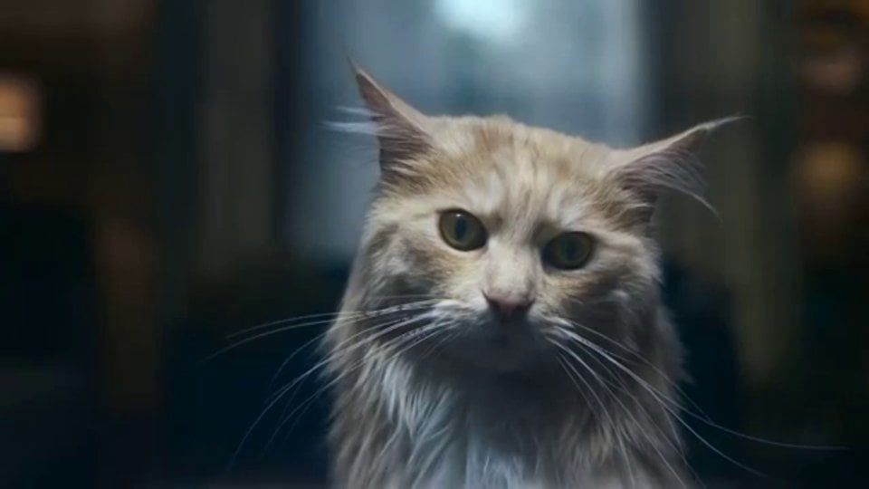 O2 Refresh - Be more dog on Vimeo