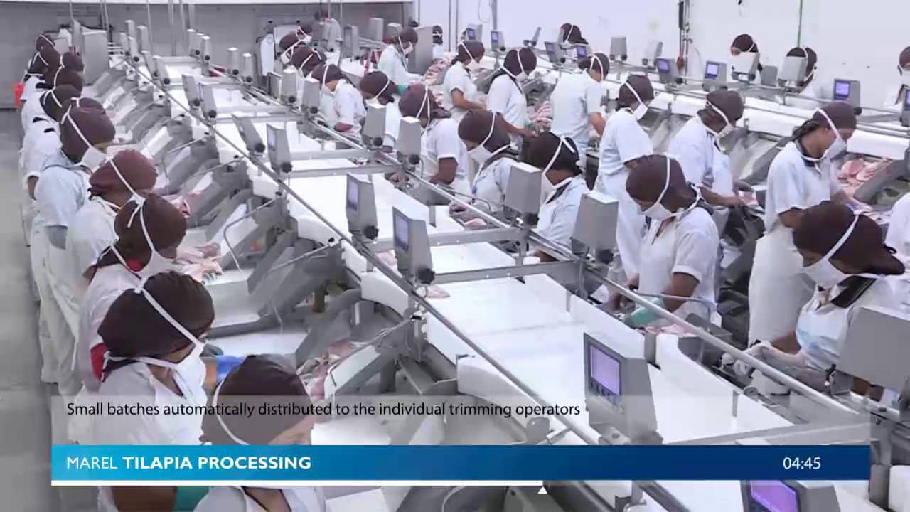 Tilapia processing - Marel's Standard Flowline at Terrapez, Costa Rica on Vimeo