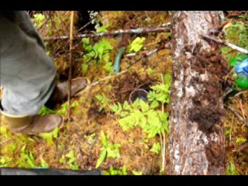 Protocol for Setting Insect Pit Traps on Vimeo