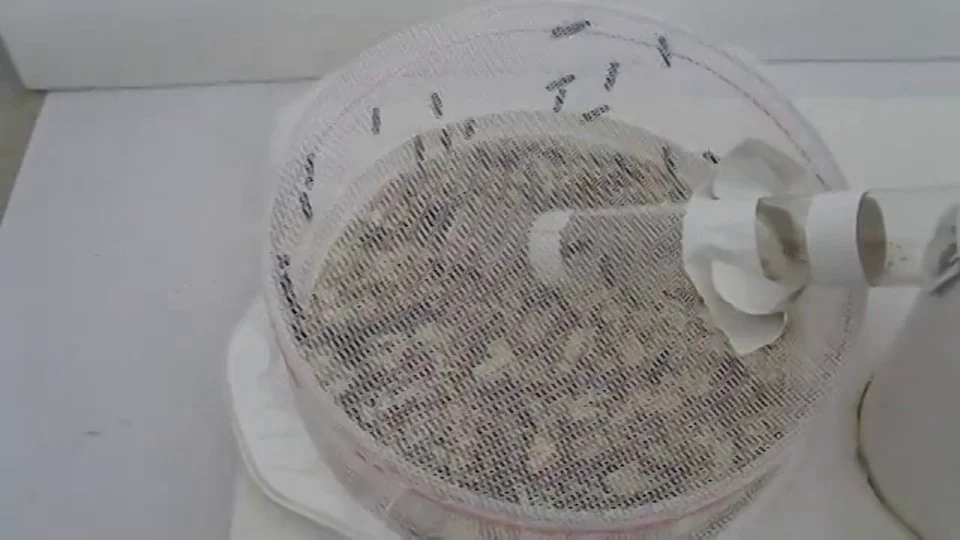 Farm 432: Breeding black soldier flies