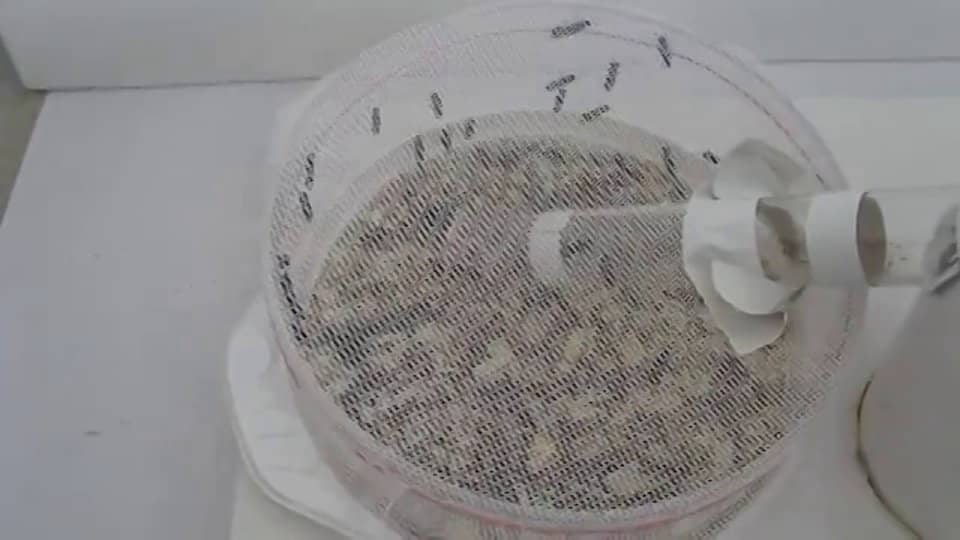 Farm 432: Breeding black soldier flies on Vimeo