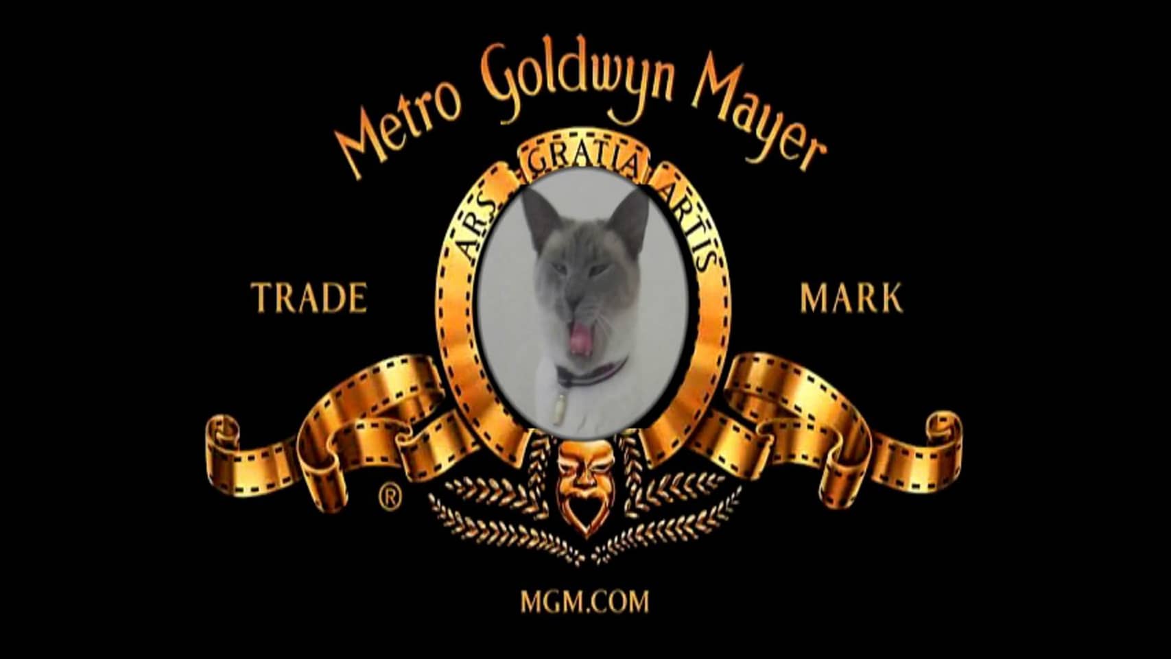 MGM Introduction on Vimeo