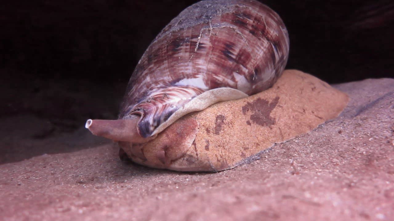 Cymbiola magnifica on Vimeo