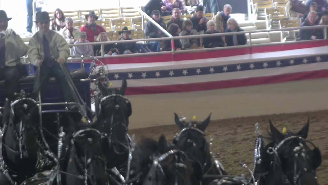 Meet Jackson Fork Ranch Champion Percheron Horses on Vimeo