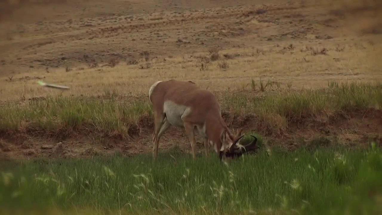 Charlie Rehor Antelope 2012 vimeo on Vimeo