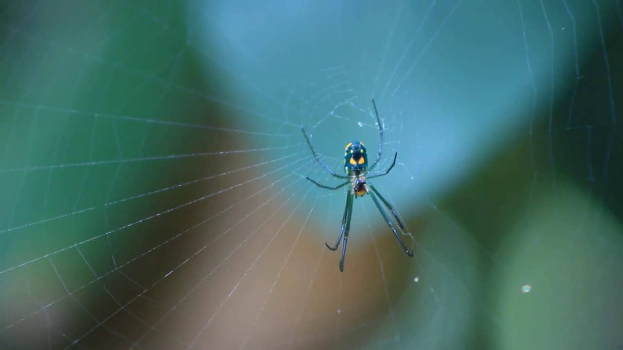 Spider on Vimeo
