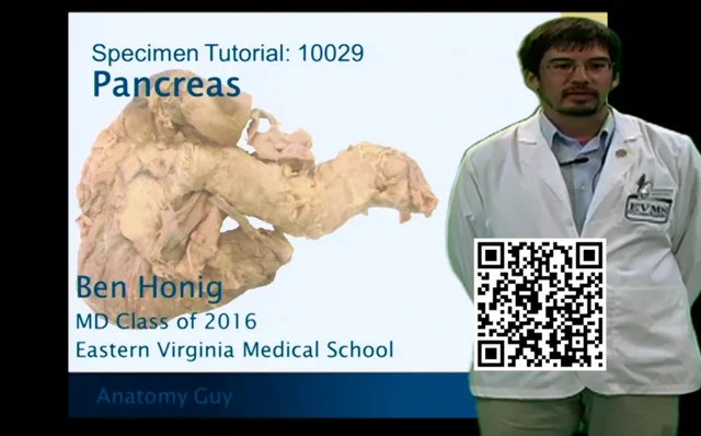 Pancreatic Duct Cadaver