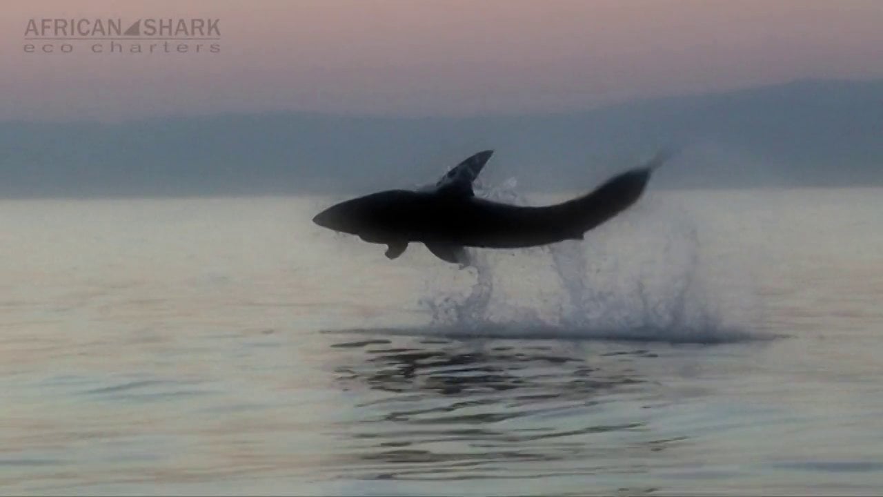 African Shark Eco-Charters "Airjaws" tour on Vimeo