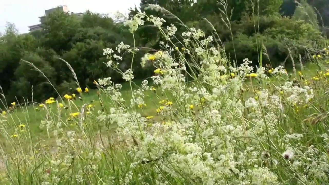 Glad walstro - Galium mollugo on Vimeo