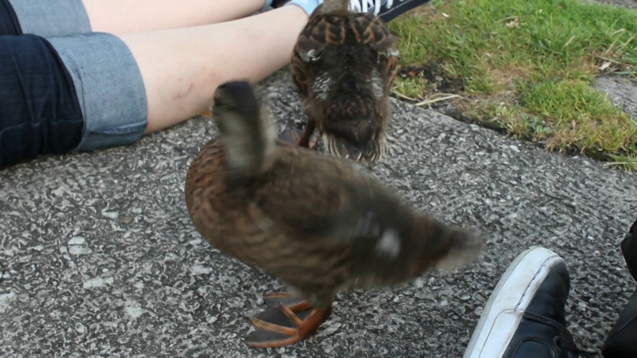 Duck attack on Vimeo