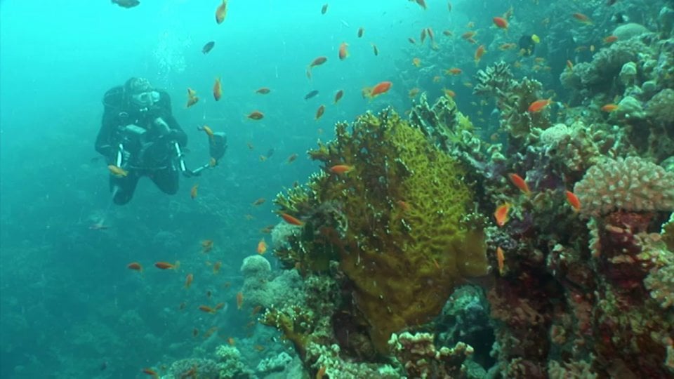 Scuba Diving in Tropical Waters on Vimeo