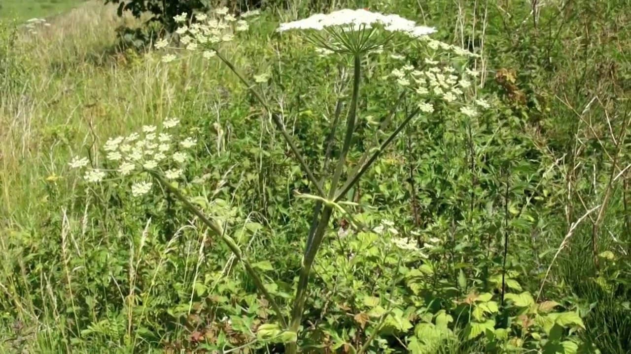 Gewone berenklauw - Heracleum sphondylium on Vimeo