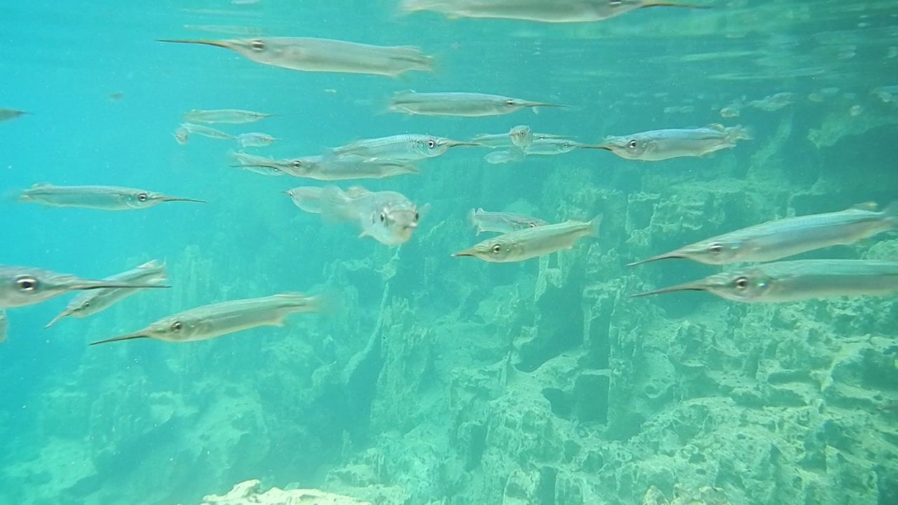 Needle Fish - Kayangan Lake Coron, Palawan on Vimeo