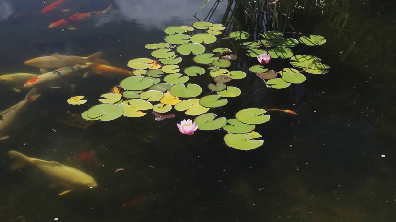 Big Fish, Little Fish on Vimeo