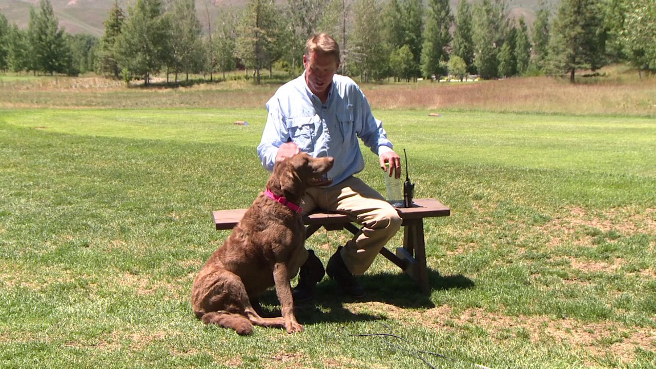 Superdogs!: GCSAA Class A Member Gerald Flaherty, CGCS, Introduces Cleopatra