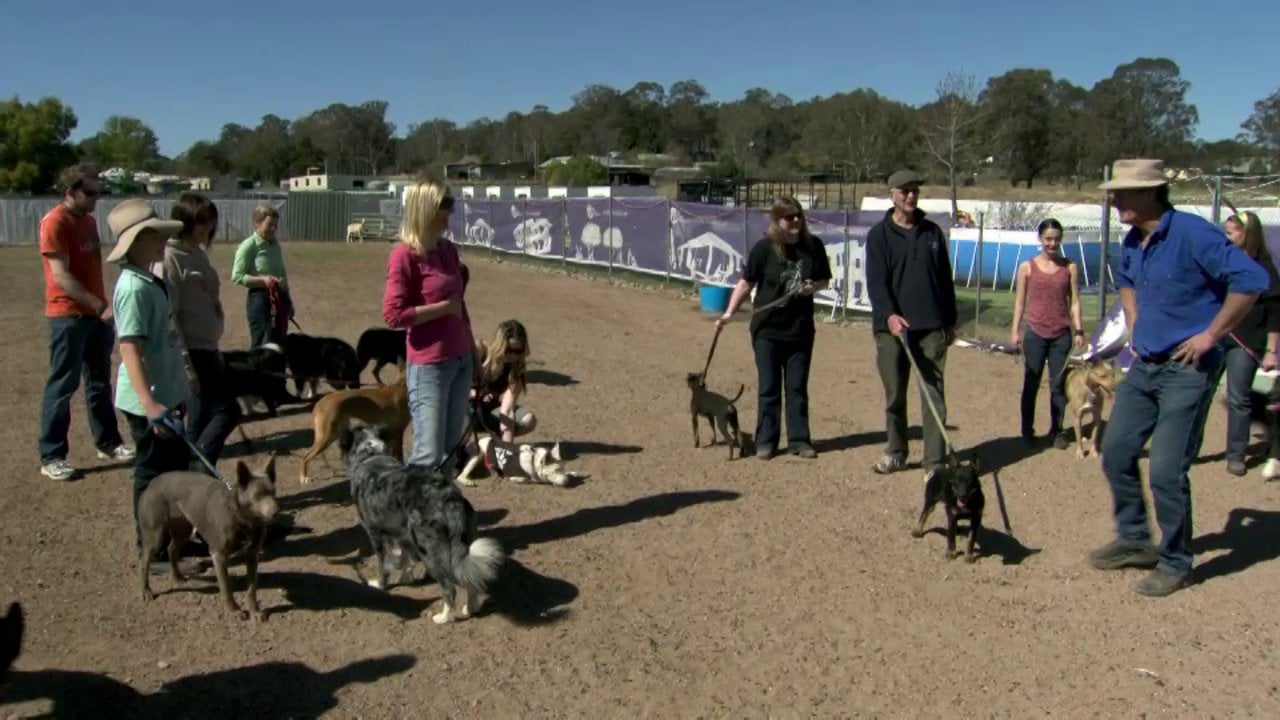 Dog Trainer Paul MacPhail on Vimeo