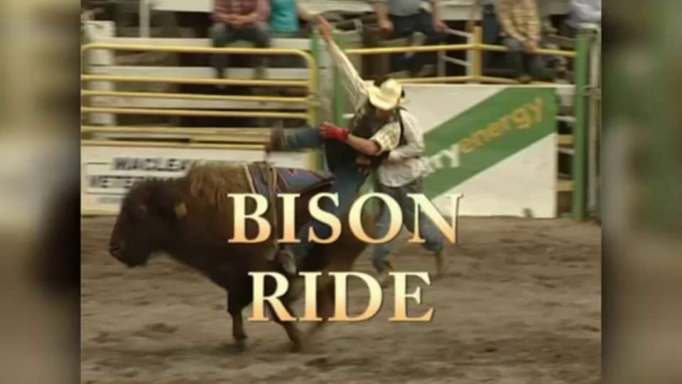 Wild Bison Ride Kundabung Rodeo 2008 on Vimeo