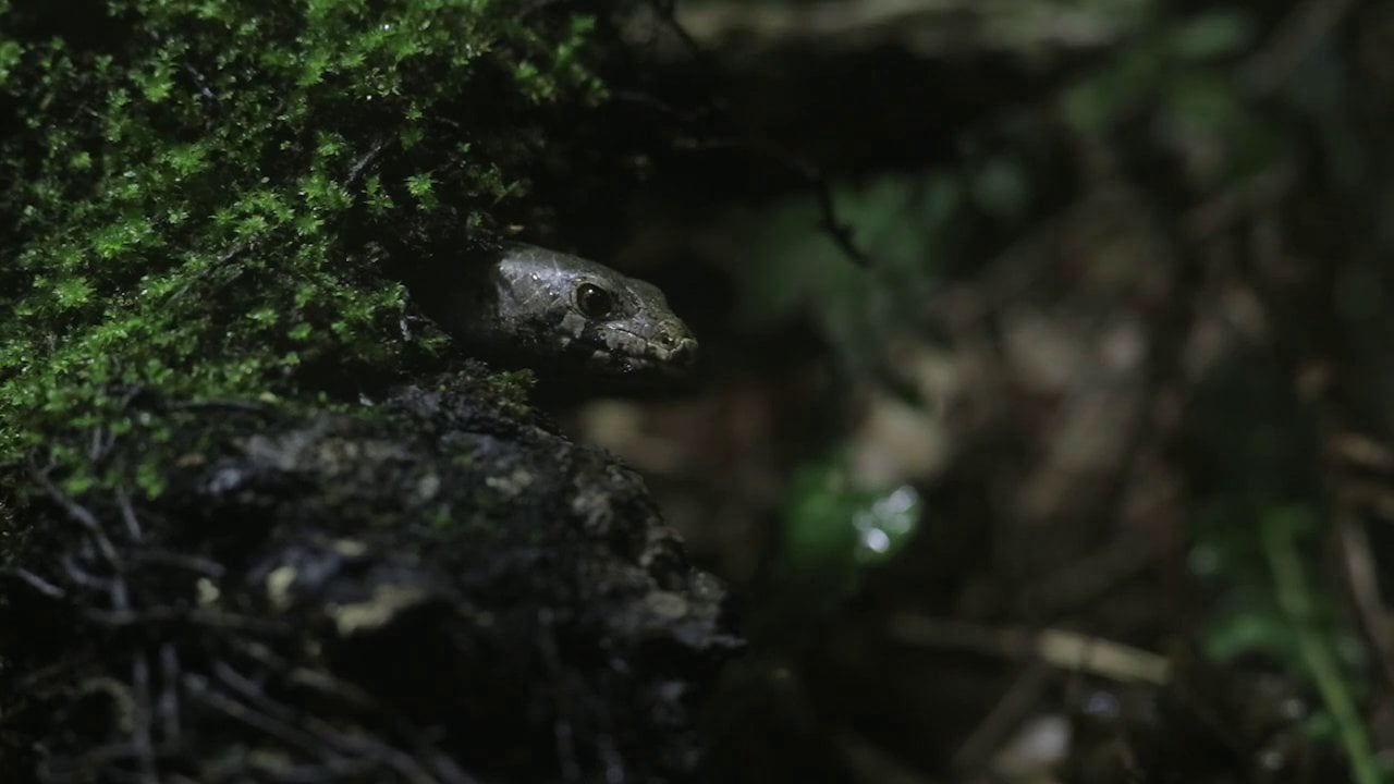 Niho Taniwha, the chevron skink on Vimeo