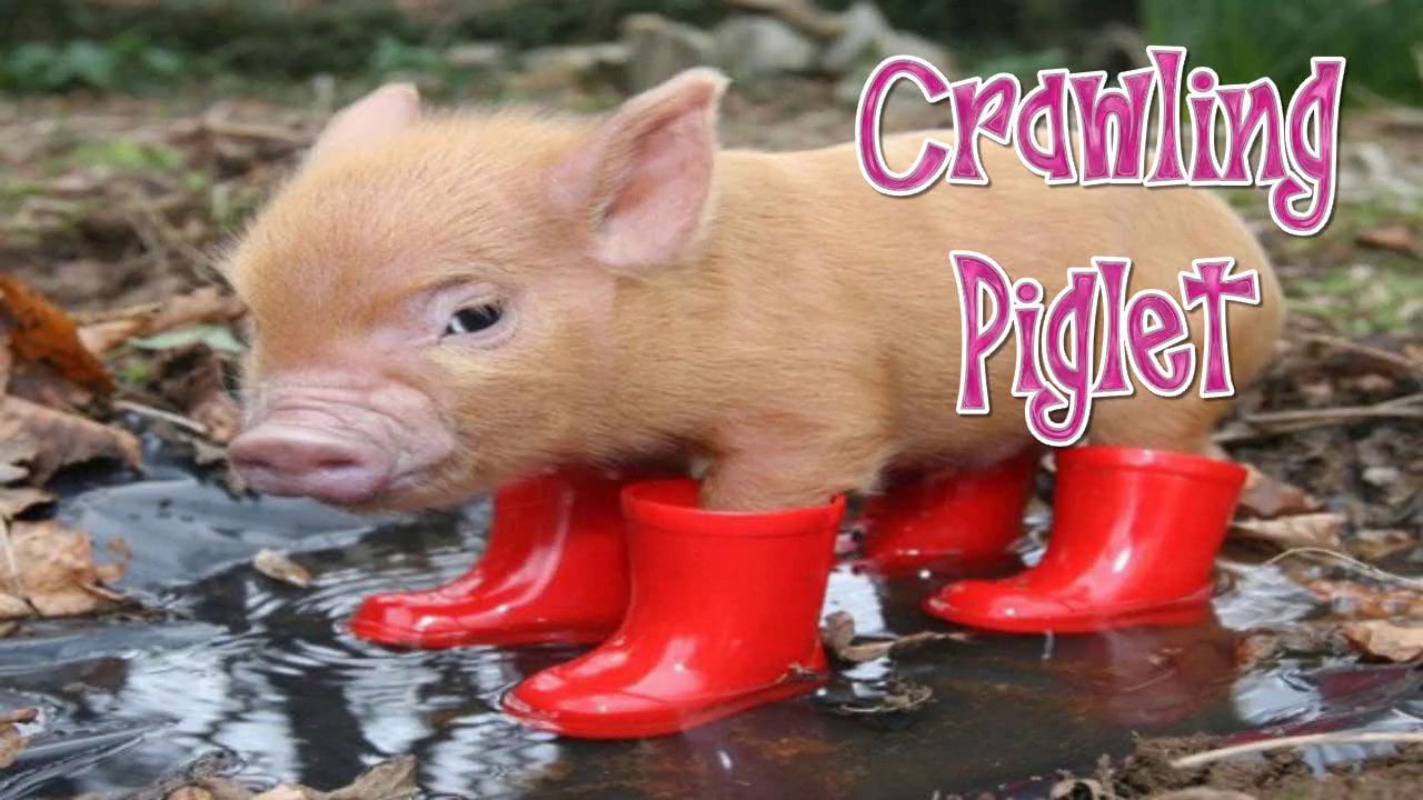 Crawling Piglet on Vimeo