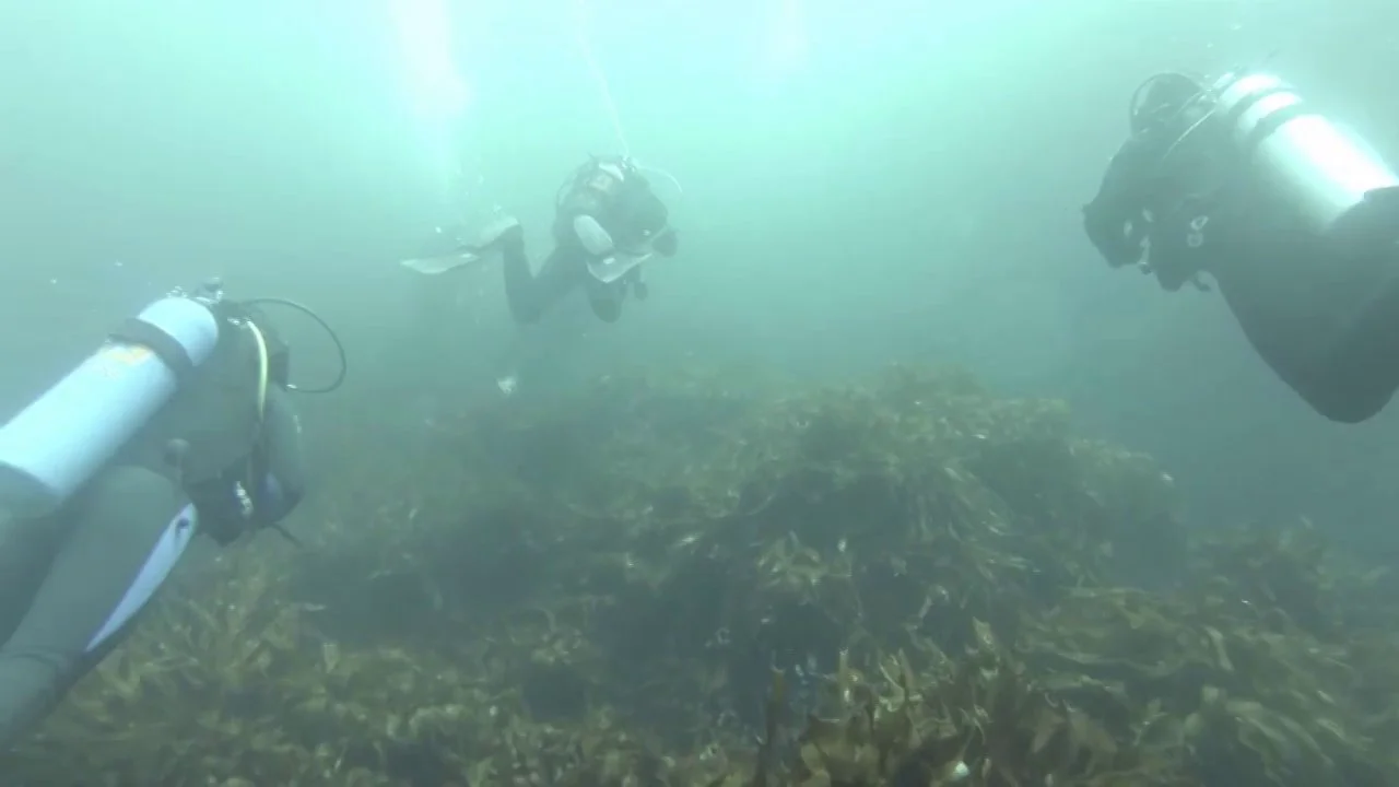 Chile Scuba Diving on Vimeo
