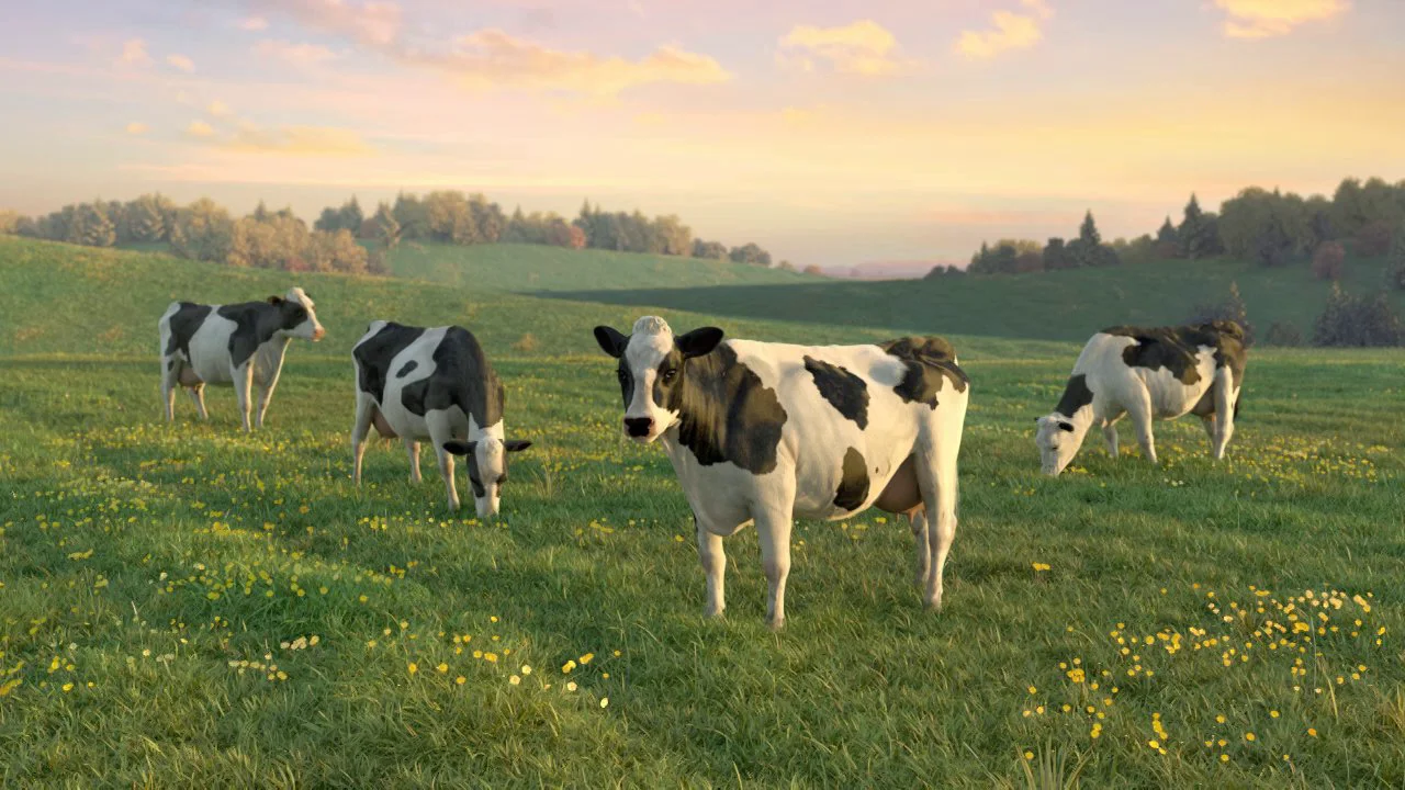 Luma Awesomeness - Kemps Greek Style Dancing Cows! on Vimeo