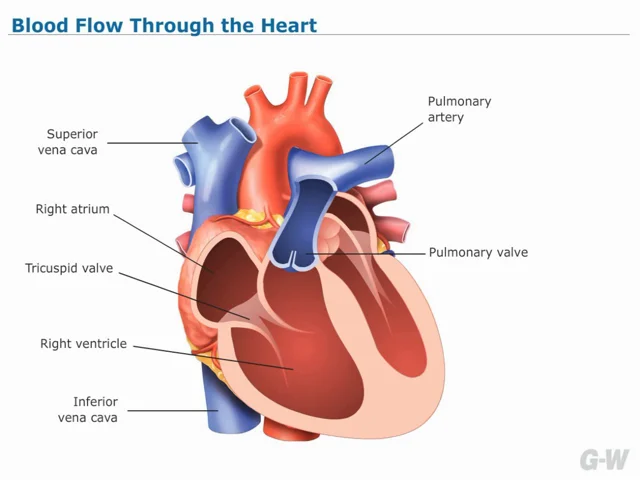 Heart Diagram Blood Flow Animation