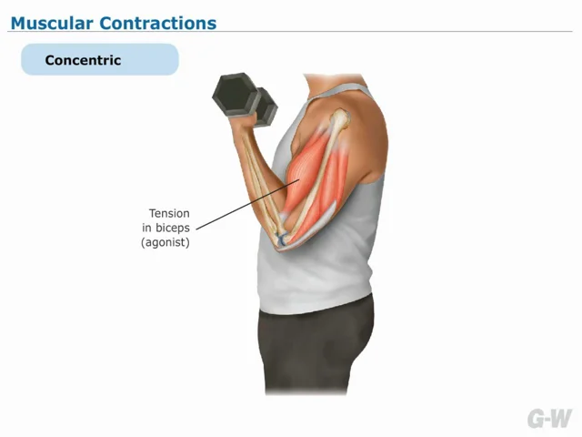 Concentric Contraction Animation
