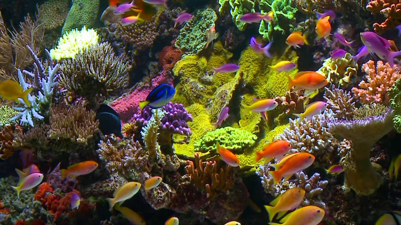 Aquarium DVD - Coral Tranquility with Calming Scenes of Tropical Fishes ...