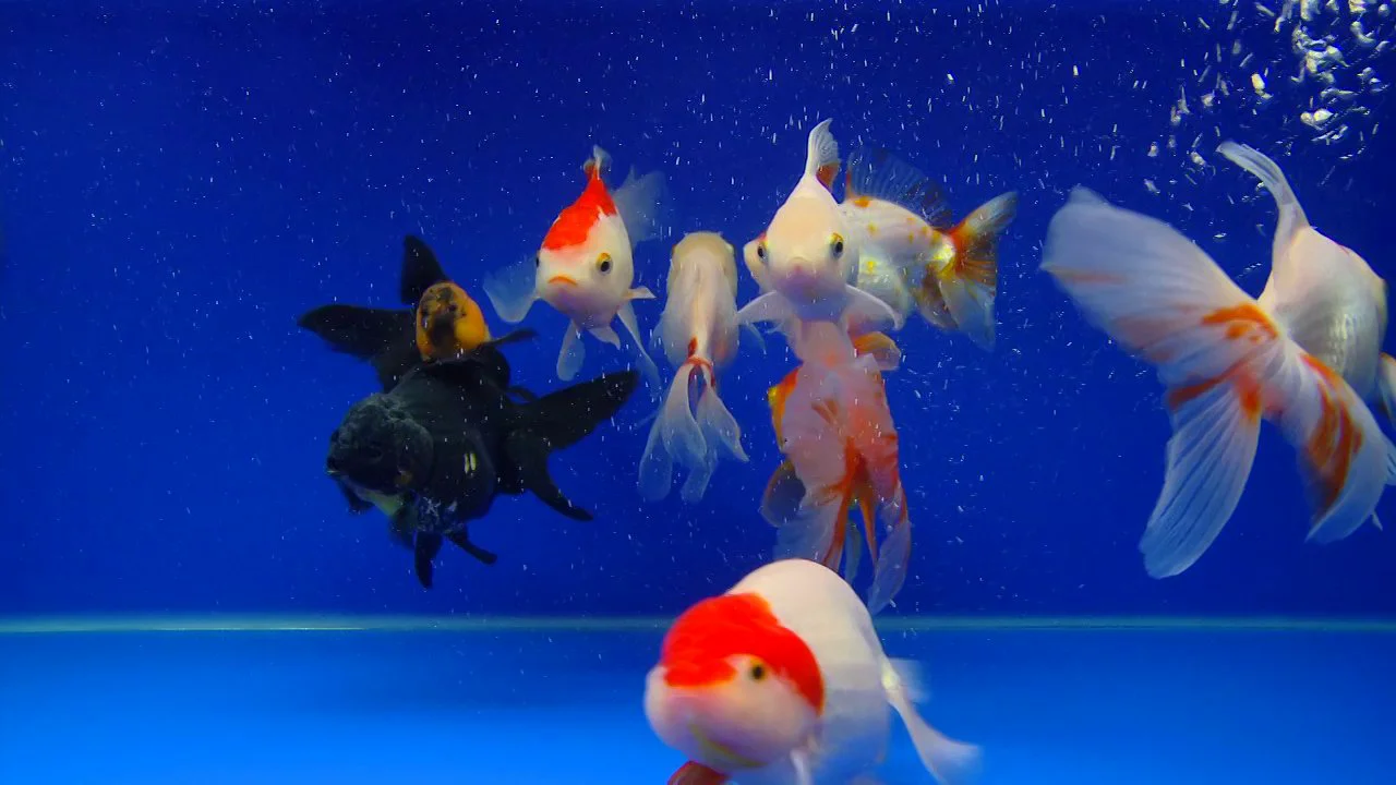 Watch Baby and Kids - Goldfish Aquarium shot in HD with long Scenes ...