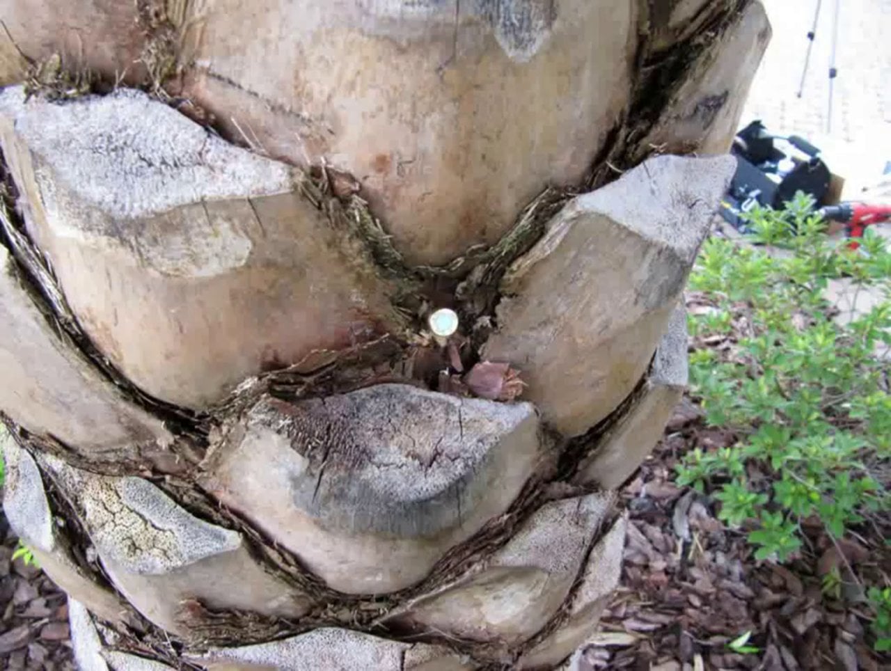 Palm Tree Disease - How To Identify Palm Tree Diseases on Vimeo