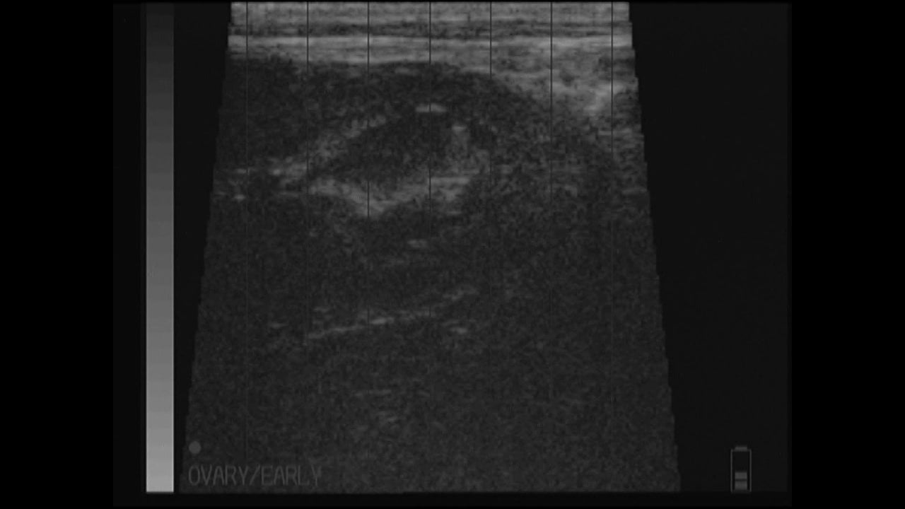 Easi-Scan Bovine Normal Kidney from BCF Technology on Vimeo