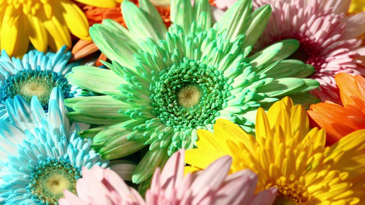 Kyoorius Designyatra 2013_Flower+Food Colour on Vimeo