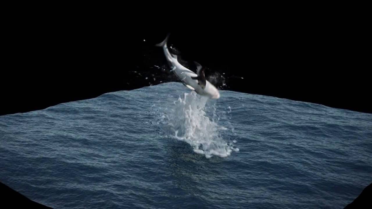 SHARK SEALION JUMP on Vimeo