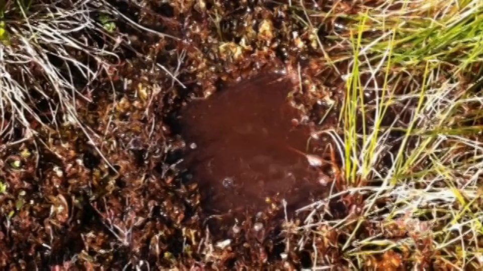 Dr Gene Tyson on Vimeo