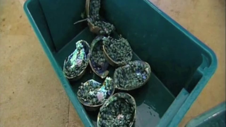 Radon's New Zealand paua farm on Vimeo