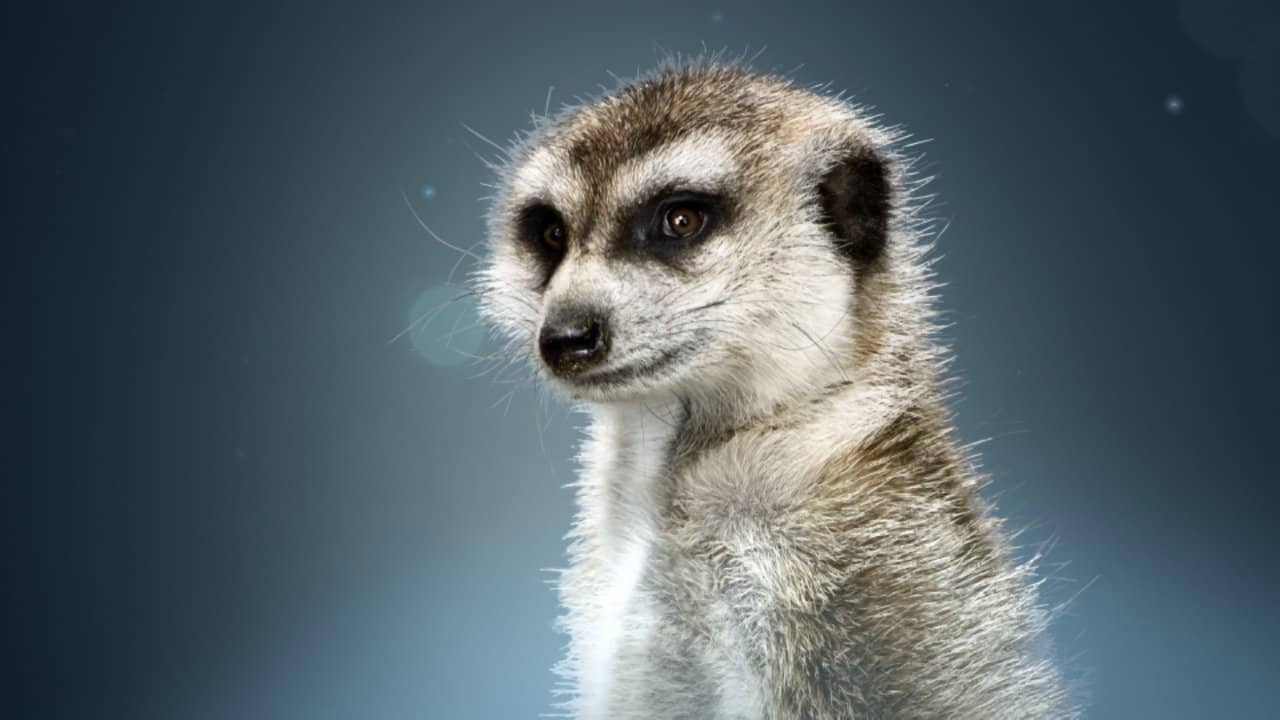 Animal Planet on Vimeo