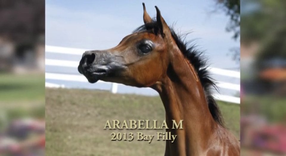 Arabella M on Vimeo