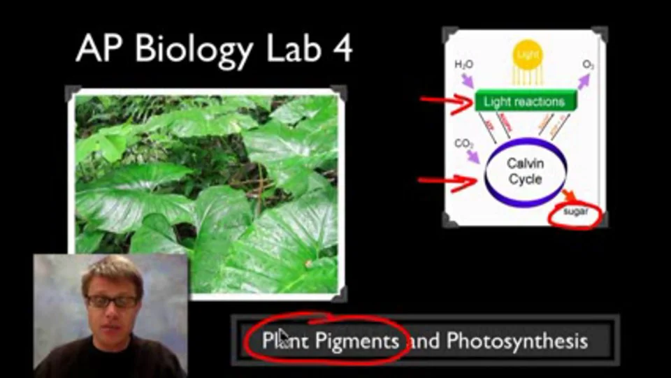 AP Biology Lab 4- Plant Pigments and Photosynthesis on Vimeo