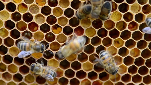 Apiculture Abeilles Ruches Ruchers on Vimeo